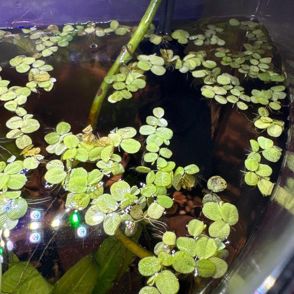 Sale! Water Spangles, Salvinia Minima, Live Aquarium/aquatic/floating ...