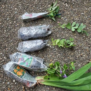 HEMEROCALLIS 'RASPBERRY ECLIPSE' Daylily. Perennial. - Etsy