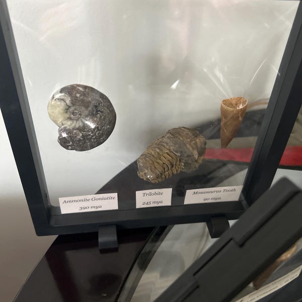 Authentic Real Fossil Set in 3D Frame Ammomite | Trilobite | Mosasaurus ...
