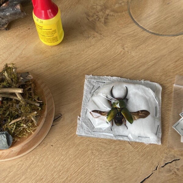 Morphidae - Morpho Theseus Juturna - Mounted - Insects for Your Art ...