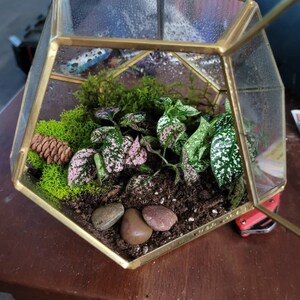 THE Kit DIY Terrarium Kit All You Need is the Container - Etsy