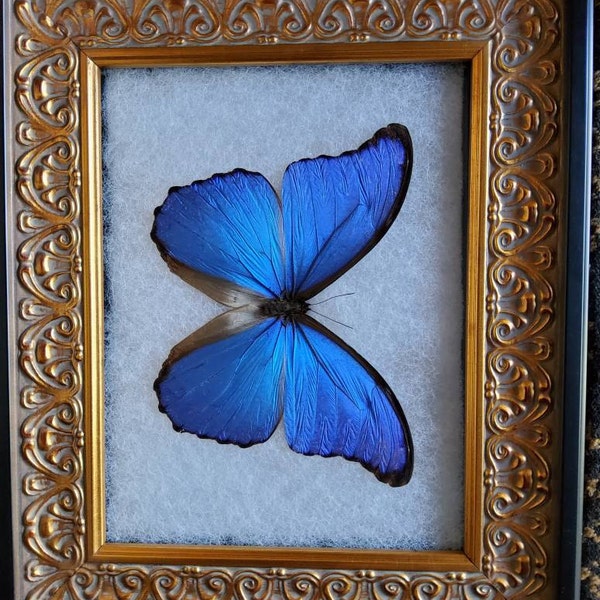 Framed Blue Morpho Butterfly, Real Preserved Specimen in Riker Mount - Etsy