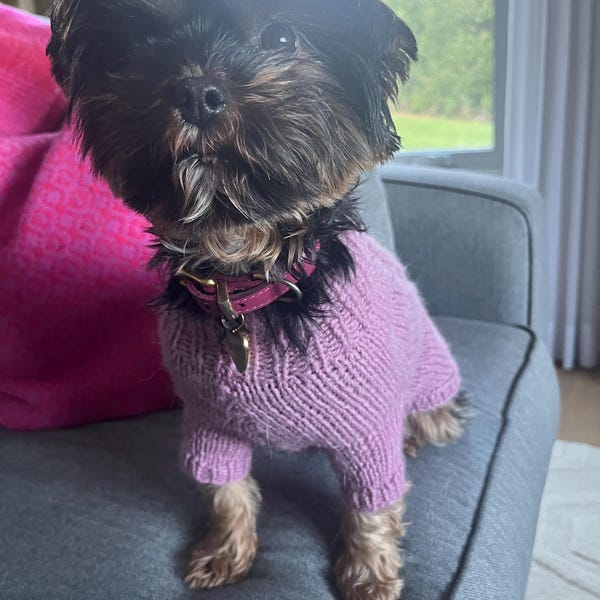 Dog Harness / Dog Collar / Cat Harness / Knitted Harness / Choke Free ...