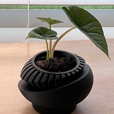 Alocasia Platinum bisma Starter Plant ALL STARTER PLANTS - Etsy