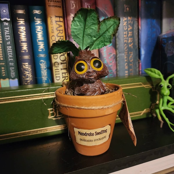 Mandrake Plant Seedling - Adorable Magical Root in A Small Terracotta ...