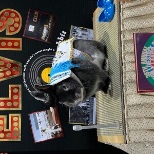 Crochet Pattern Dog Bumble Bee Snood Cowl - Etsy