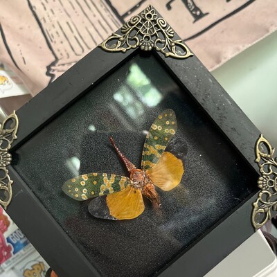 Real Framed Butterfly Handmade Shadow Box Insect Frame Taxidermy ...