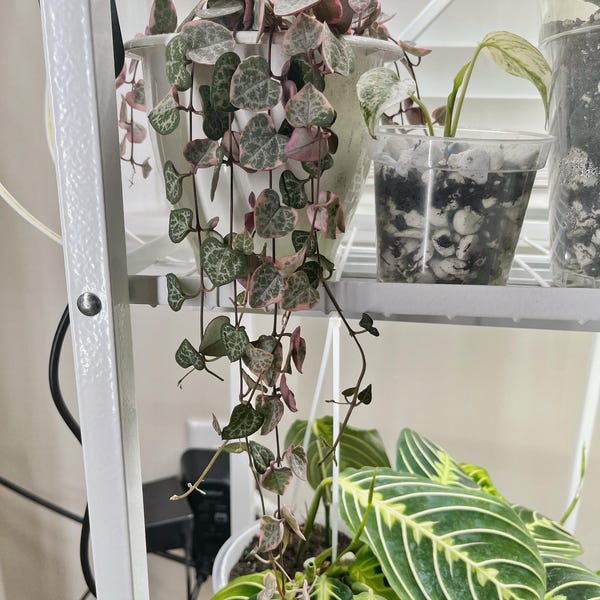 4” Monstera Peru Pot - Karstenianum Plant - Big Foliage Leaves - Fully ...