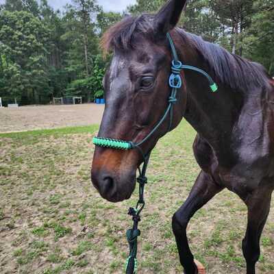 Custom Rope Halter With Matching 10' Lead Rope - Etsy