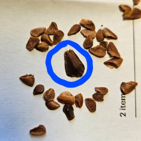 100 X Dawn Redwood Tree Seeds. Tree Seeds That Can Be Used for Bonsai ...