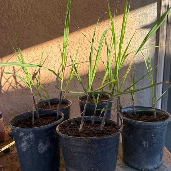 Guamúchil (pithecellobium Dulce) Seedling 1 Pt. - Etsy