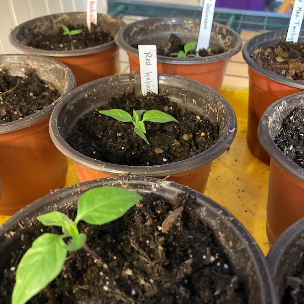 Dwarf Confetti Tomato Seeds - Etsy