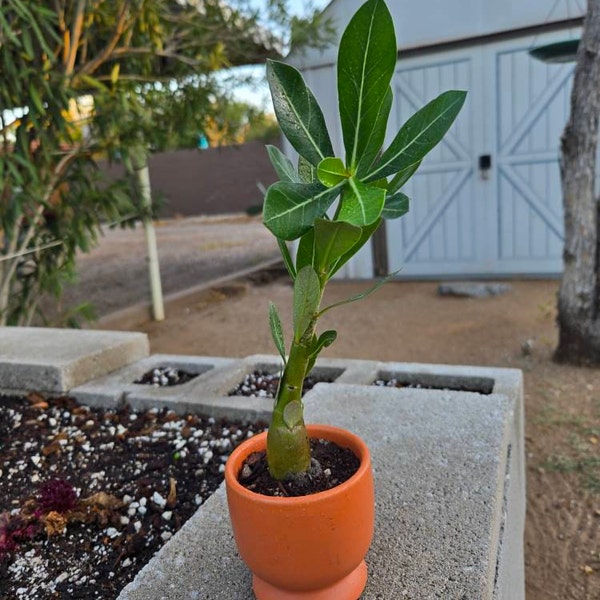 Athens Blue Princess Glory Bush Planttibouchina Urvilleanasmall Starter ...