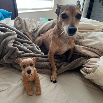 Custom Stuffed Dog, Custom Dog Plush, Custom Crochet Dog, Custom ...