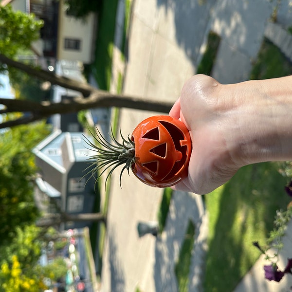 Terrarium Starter Kit DIY - Great Gift - Etsy