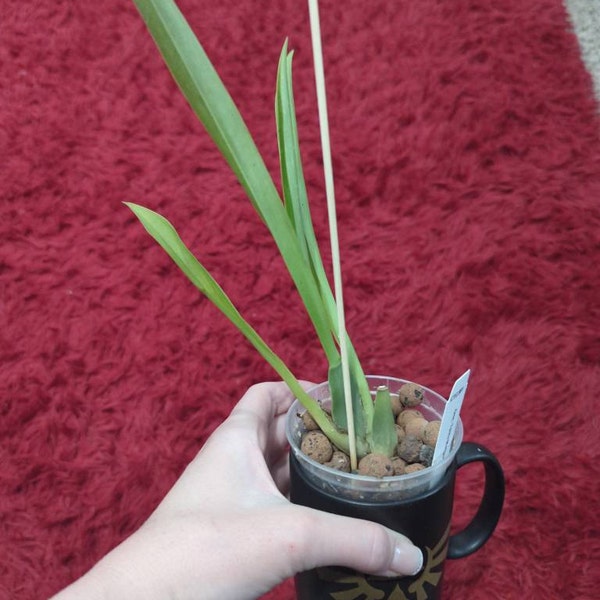 In Spike! Onc. Tsiku Marguerite Chian-tzy Yearning, Amazing Fragrance ...