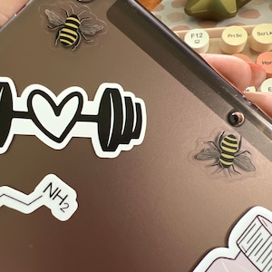 Monstera Adansonii Sticker Swiss Cheese Plant Sticker Clear - Etsy