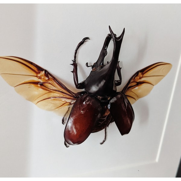 Real Giant Scarab Beetle in 8x8 Black Shadow Box Frame – Taxidermy ...
