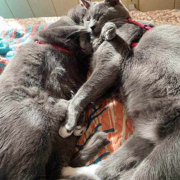 Harness (escape Proof) - Etsy