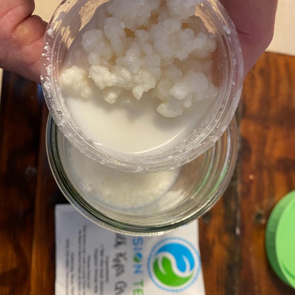 Fresh Milk Kefir Grains (1 Tablespoon) Plus Free Ebook: Milk Kefir ...