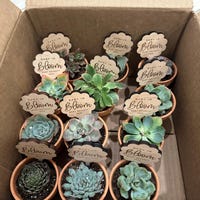 Parents Decision Token | Dad's Turn Coin | Mom's Turn Coin | Funny Baby ...