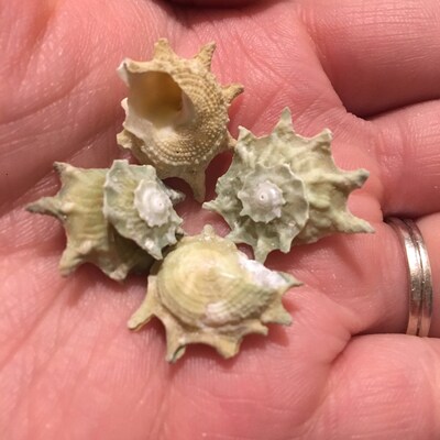 Astraea Calcar Shells, Spurred Turban Shells 1/2 1 10 Pieces - Etsy