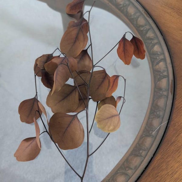 10 Dried Starflower (scabiosa Stellata) Seed Heads. Unique, Geometric ...