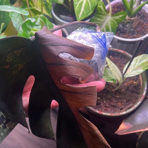 Sale Maui Hawaii Turmeric Olena 6pcs Either Grow It or Eat It : Organic ...