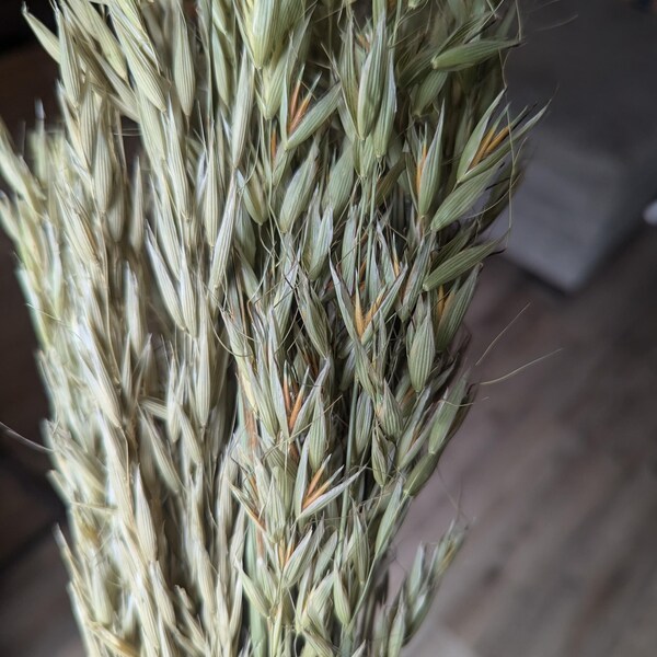 Preserved Lycopodium Bunchdried Princess Pine Grassdried Flowers ...