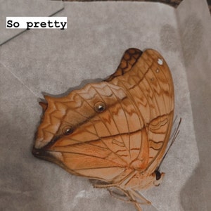 Butterfly Mounting Kit for Beginners, With Real Butterflies and Tools ...