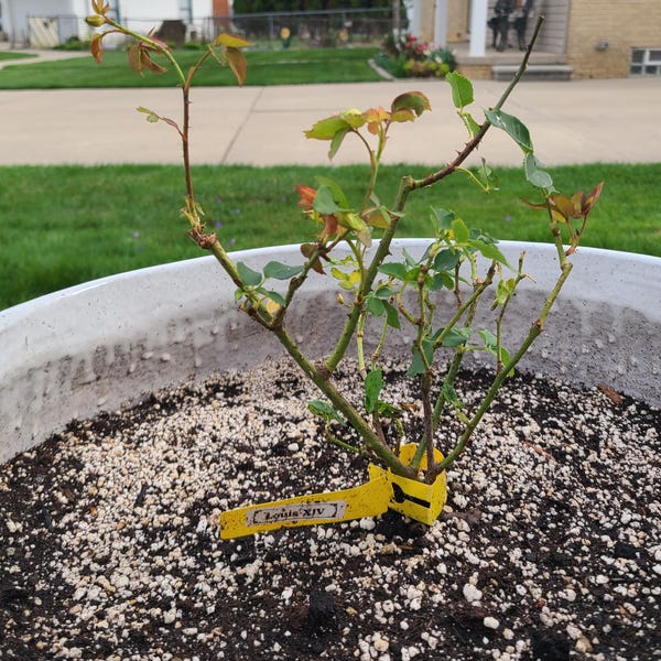 Rare Rosa【fancy Ruffle|ファンシー ラッフル 】-1gal+ Wave Bloom| Ownroot ...