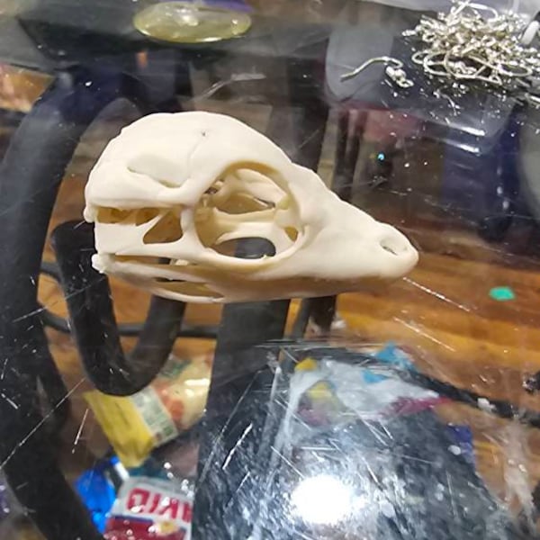 Starling, Samoan Starling, Life Size, Bird Skull, Replica Skull, Resin ...