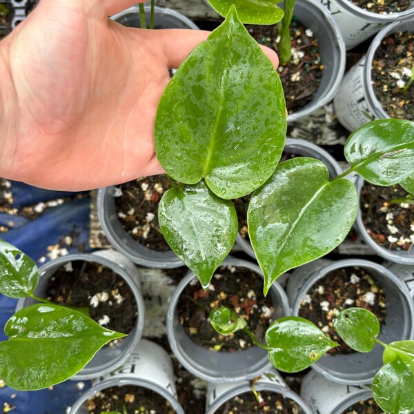 Hoya Mathilde Splash | Live Indoor & Outdoor Tropical House Plant ...