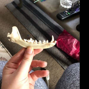 A Single English Red Fox Jaw Bone Ideal for Crafting. - Etsy UK