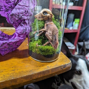 Petrified/mummified/preserved Fetal Piglet - Etsy