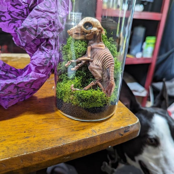 Petrified/mummified/preserved Fetal Piglet - Etsy