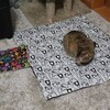 11 X 17 Crinkle Catnip Blanket, Cats, Cat Toy, Natural Catnip, Catnip Toys, Gifts for Pets, Cat ...