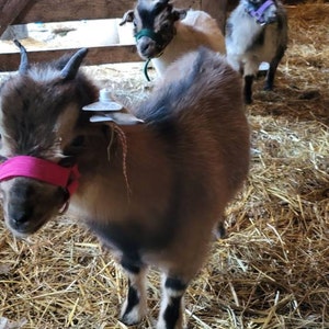 Mini Horse Pack Saddle Large , Adjustable - Etsy