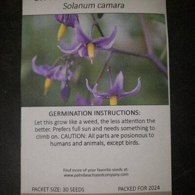 Joseph's Coat Perfecta Amaranth Seeds amaranthus Tricolour Packet of 40 ...