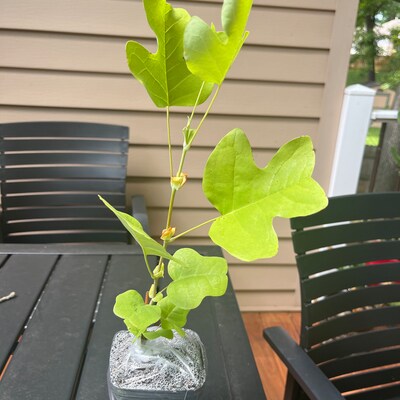 Chinese Elm Quart Container - Etsy