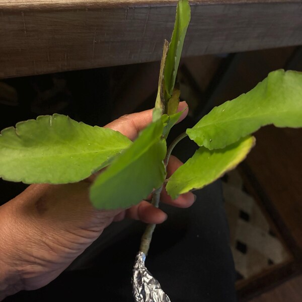 Leaf of Life LEAVES Organic Jamaica Miracle Leaf | Bryophyllum Pinnatum ...