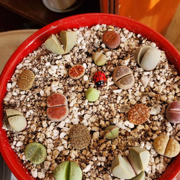 Limited Rare Lithop Succulent Gibbaeum Heathii / Lithops Living Stone ...