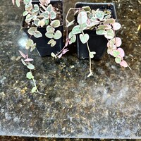 Blushing Lilac Cuttings 'krasavitsa Moskvy' Live Plant Cutting No Roots ...