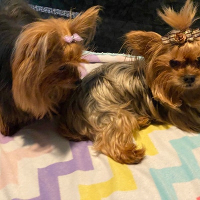 Dog Bows Small Dog Hair Bow Bows for Maltese/yorkies /shih - Etsy