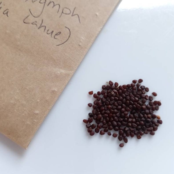 Seaside Goldenrod (solidago Sempervirens) Seeds - Native Wildflower ...