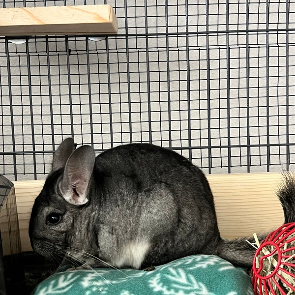 Au Naturel Chinchilla / Rat / Degu / Rabbit / Guinea Pig / Hamster ...