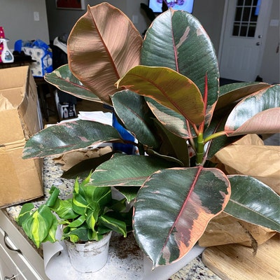 Ficus Decora RUBY Ficus Elastica Rubber Plant Live House - Etsy