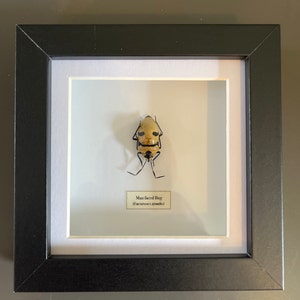 Adolphi Scarab Beetle. Specimen Only. - Etsy
