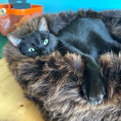 Real Sheepskin Dog Bed, Cat Bed, Natural Cozy Soft Bed, Premium Quality ...