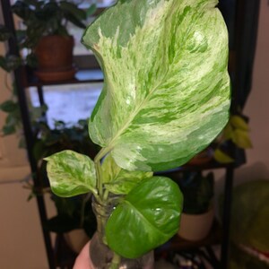 Enamel Plant Pins. Single or Bundle. - Etsy